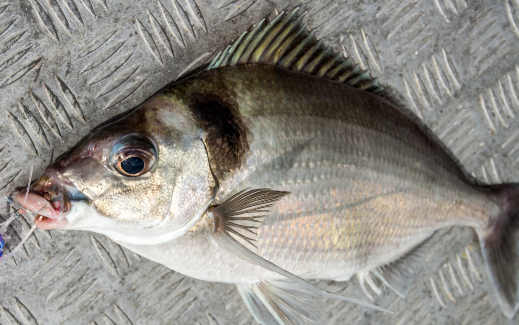 LegaSea - Fish for the People