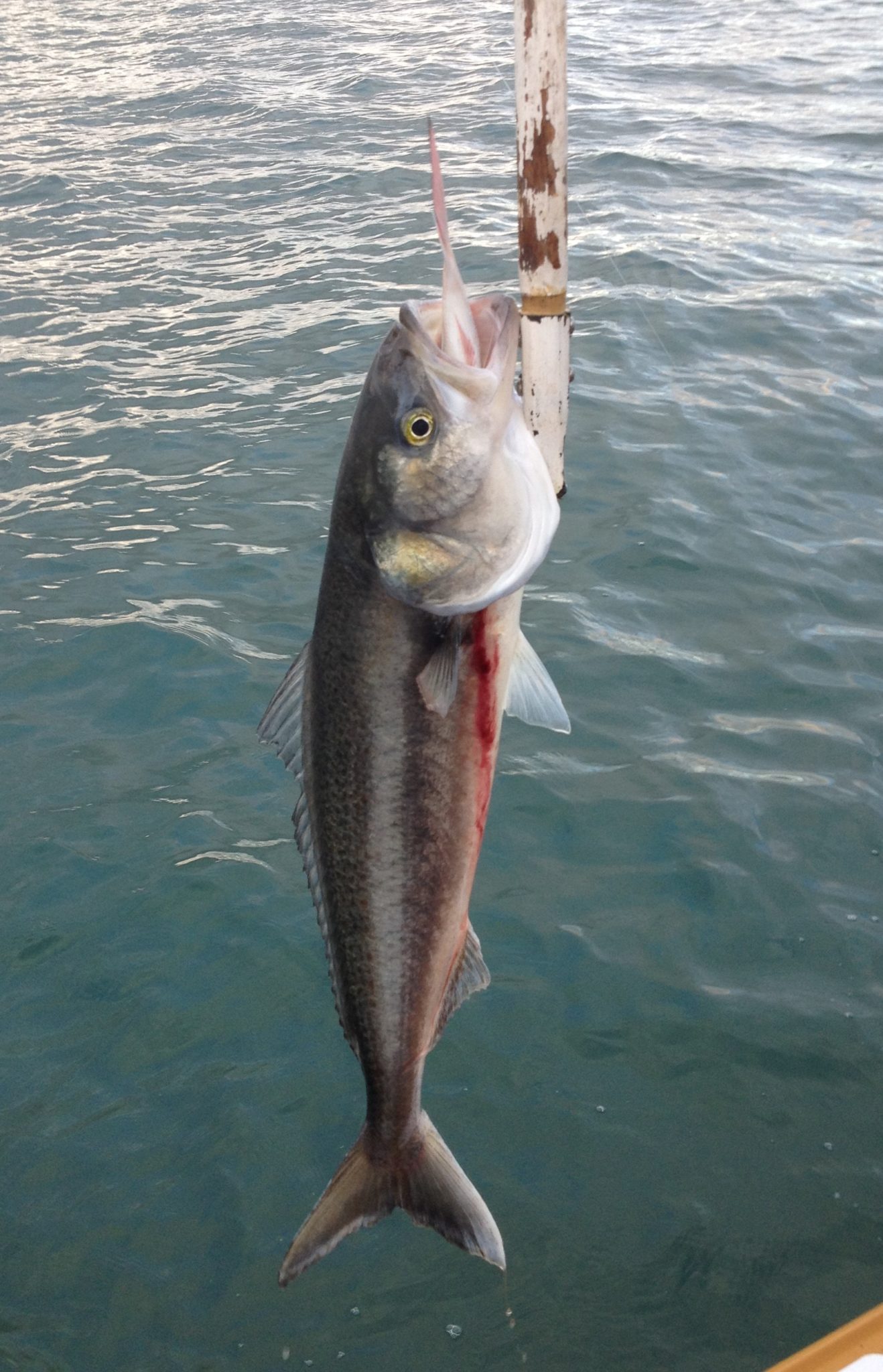 LegaSea - Fish for the People